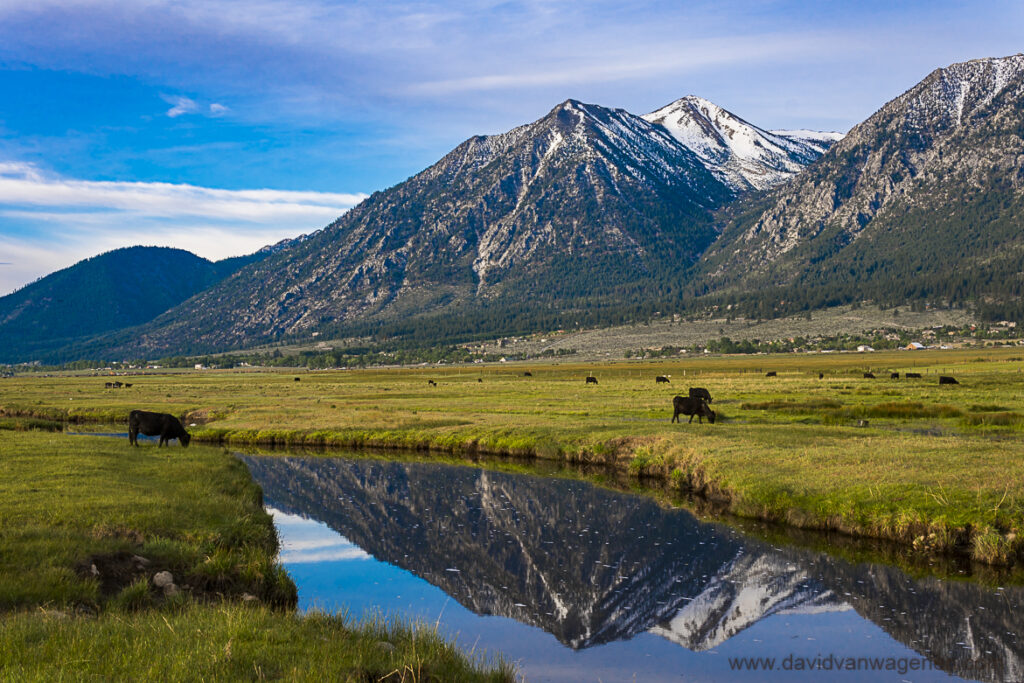 Cows and Job’s Peak – David Van Wagenen